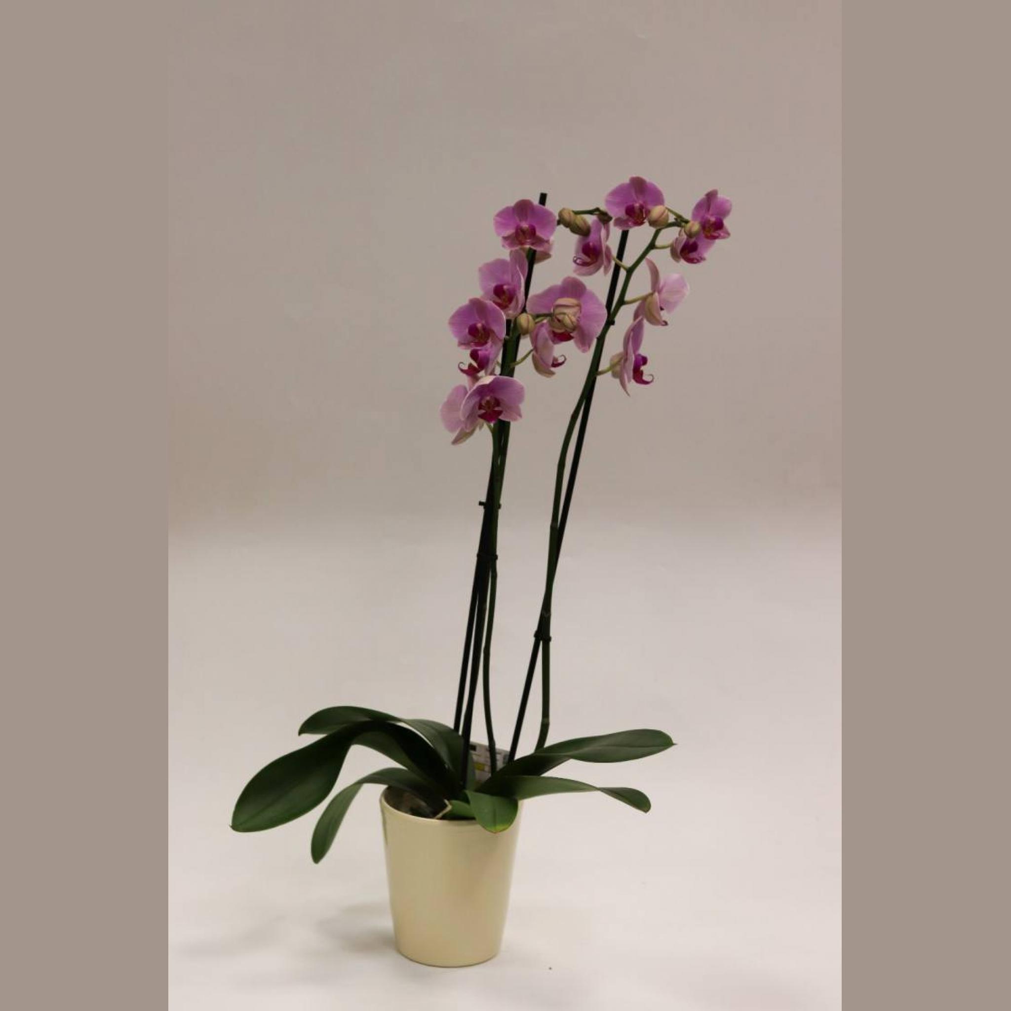 ΚΑΛΑΘΕΑ ORBIFOLIA - Irida Flowers